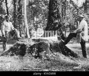 The 500 year-old oak tree that was partially felled by contractors in ...