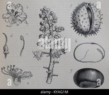 This page from 'Ottuv slovník naučný' shows figure 1036, a depiction ...