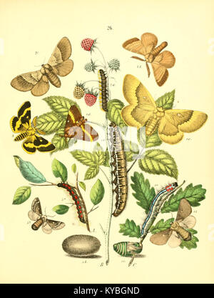 The Musée Entomologique Illustré displays detailed illustrations of ...