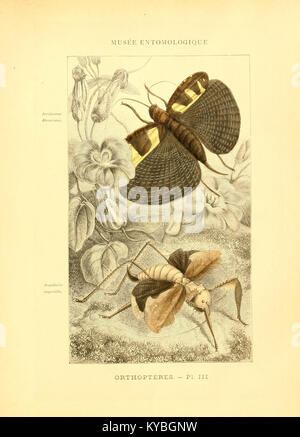 An illustration from the 'Musée entomologique illustré' depicting ...
