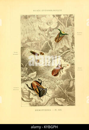 An illustration from the Musée entomologique illustré, showcasing ...