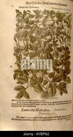 A botanical reference work featuring detailed, hand-colored ...