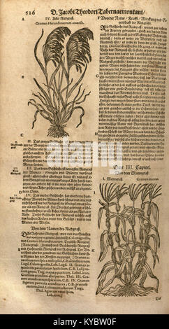 This botanical text focuses on various plant species, such as *Eurya ...