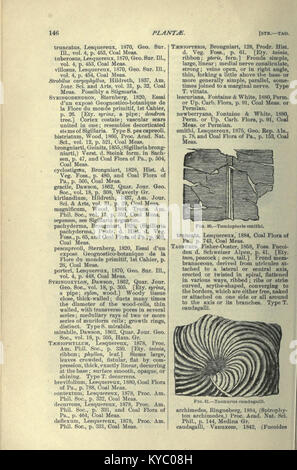 . North American geology and palaeontology for the use of amateurs ...