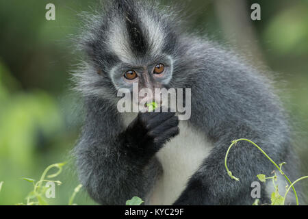Thomas leaf monkey also known as Thomas Langur or Presbytis thomasi ...