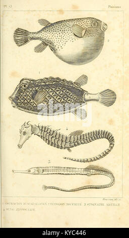 Plate 1 from 'Contributions to the Natural History of Cirripedia ...