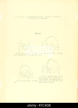 An anatomical illustration depicting the ear cartilage and outer ear of ...