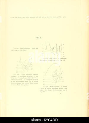 A scientific illustration showing the cartilage and external ear ...