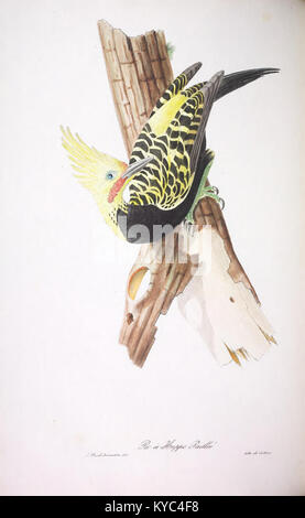 This image showcases the brilliant birds of Brazil, highlighting the ...