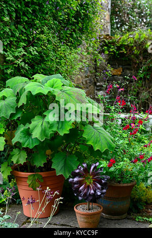 Roldana petasis,senecio petasis,Velvet groundsel,patio,pots,containers ...