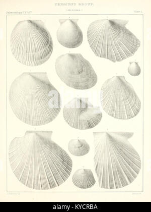 A comprehensive study of the fossil history of New York, documenting ...
