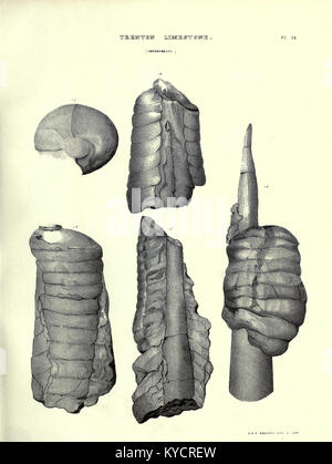 A scientific publication documenting fossil discoveries and prehistoric ...
