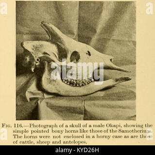 Photograph of Okapi skull From the book 'Extinct Animals' Stock Photo ...