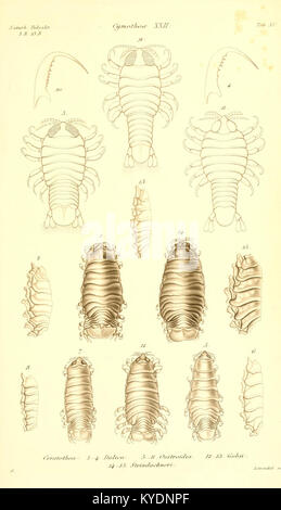 A scientific monograph on the isopod family Cymotharidae, focusing on ...