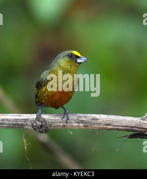 Olive-backed Euphonia (Euphonia gouldi), Aves, Cayo District, Belize ...