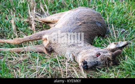 Dead Roe deer Stock Photo - Alamy