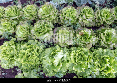 Galician lettuce, Riza, in a Vegetables orchard in a rural farm in Lugo ...