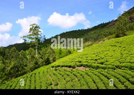 A view of Munnar's Landscape Stock Photo - Alamy