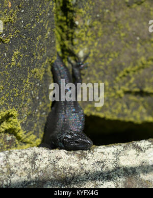 Melanistic/Black Male Common Lizard/Viviparous Lizard Zootoca vivipara ...