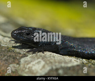 Melanistic/Black Male Common Lizard/Viviparous Lizard Zootoca vivipara ...