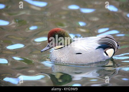 Falcated duck (Anas falcata) in Japan Stock Photo - Alamy
