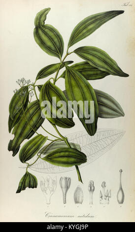 This botanical text provides a detailed description of the Juncus ...