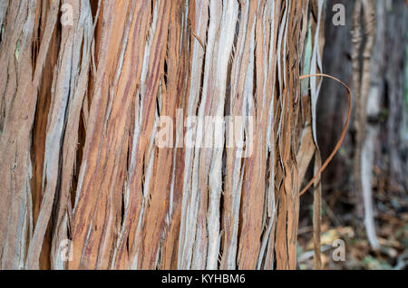 The bark of a Santa Cruz Island Ironwood, Lyonothamnus floribundus ssp ...