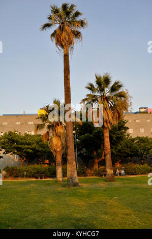Three small palm trees Stock Photo - Alamy