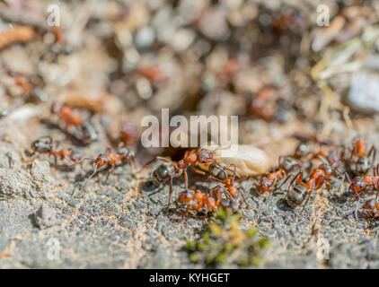 High angle closeup shot of a lot of ants on dried leaves in a forest ...