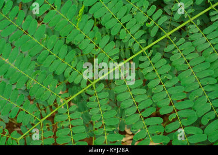 Gulmohar tree leaves pattern background Stock Photo - Alamy