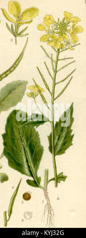 Illustration sinapis arvensis Stock Photo - Alamy