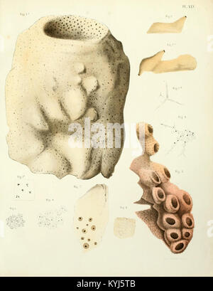 Illustration of Caribbean sea sponges (Spongiaires) from Plate IX ...