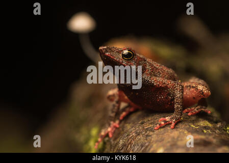 Amazon Tiny Tree Toad, Dendrophryniscus minutus, near Sacha Lodge Stock ...