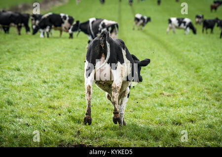 A happy cow in spring jumping and running of joy Stock Photo - Alamy