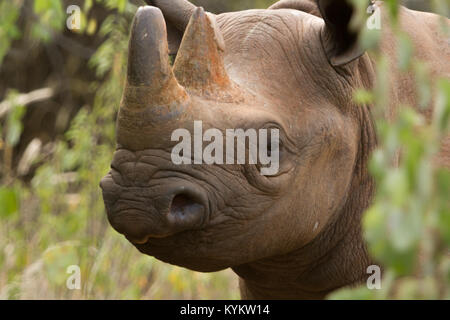 A now extinct Western Black Rhino in Tanzania Stock Photo - Alamy