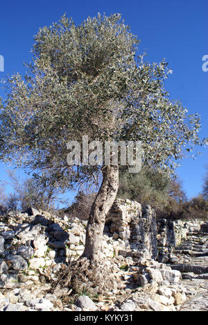 Olive tree and big rock in a typical greek landscape. Arid climate and ...