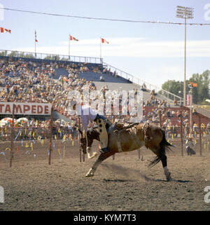 A photograph of bronc riding at the Calgary Stampede, capturing the ...