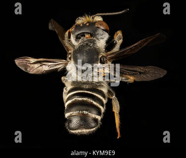A close-up image of a Megachile inimica (leafcutter bee) captured in ...