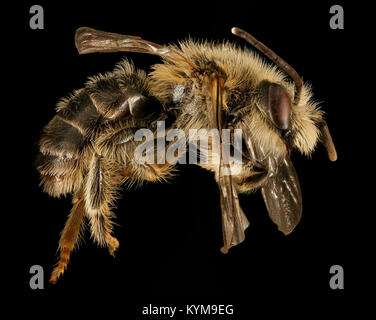 A close-up image of a *Melitta melittoides* female bee from Maryland ...