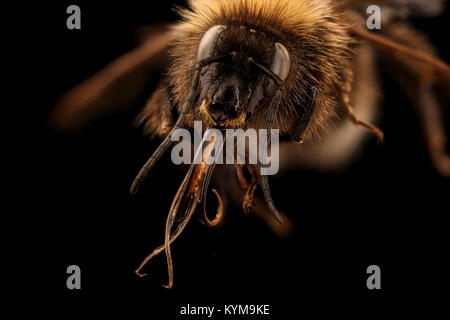 The image captures a close-up of Bombus perplexus, a species of ...