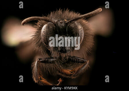 Close-up image of a female Andrena geranii bee, captured in Calvert ...