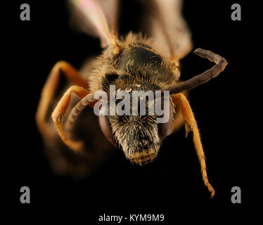 A close-up photograph of a male Halictus ligatus, taken in Centre ...