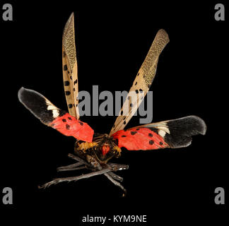 A close-up photograph of a Spotted Lanternfly, an invasive species in ...