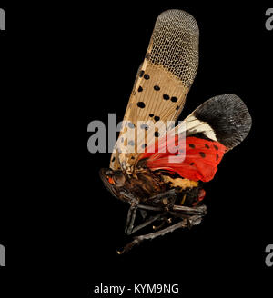 The Spotted Lanternfly, an invasive species, photographed in ...