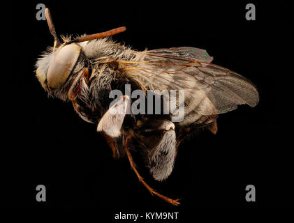 A close-up photograph of a female Anthophora flexipes, a species of bee ...
