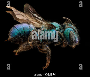 A close-up photograph of Osmia calla, a species of solitary bee ...
