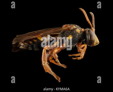 Close-up photograph of Nomada fervida, a species of solitary bee, taken ...