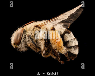 Close-up photograph of Anthophora flexipes, a species of bee, captured ...