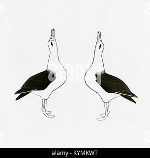 An illustration of the Laysan albatross, a seabird species, created ...