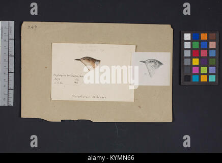 Drawing of a bird's head by Robert Ridgway, an influential ...